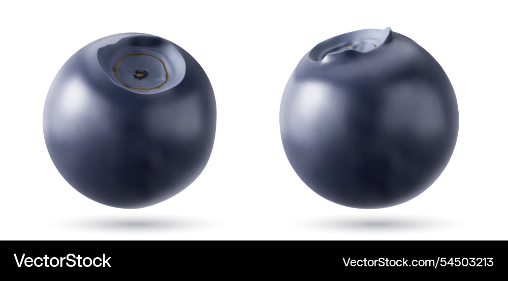 Pair of realistic 3d blueberries Royalty Free Vector Image