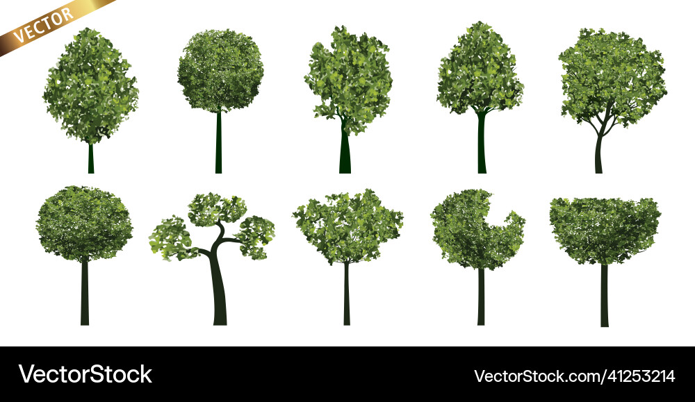 Collection of realistic trees Royalty Free Vector Image