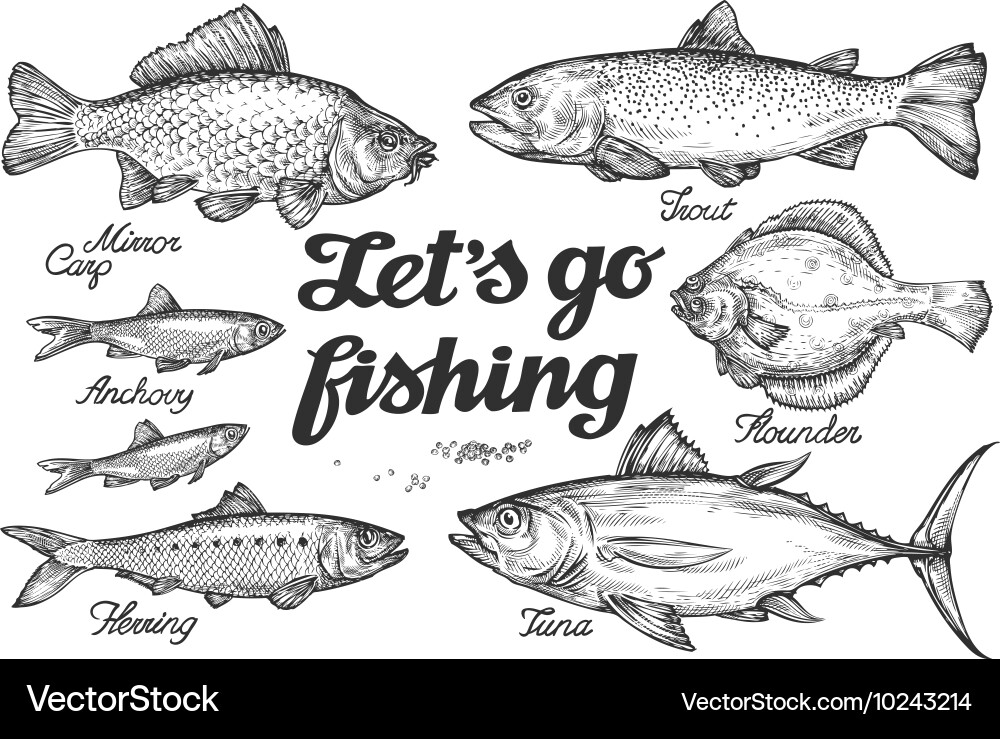 Fishing hand drawn fish sketch trout Royalty Free Vector
