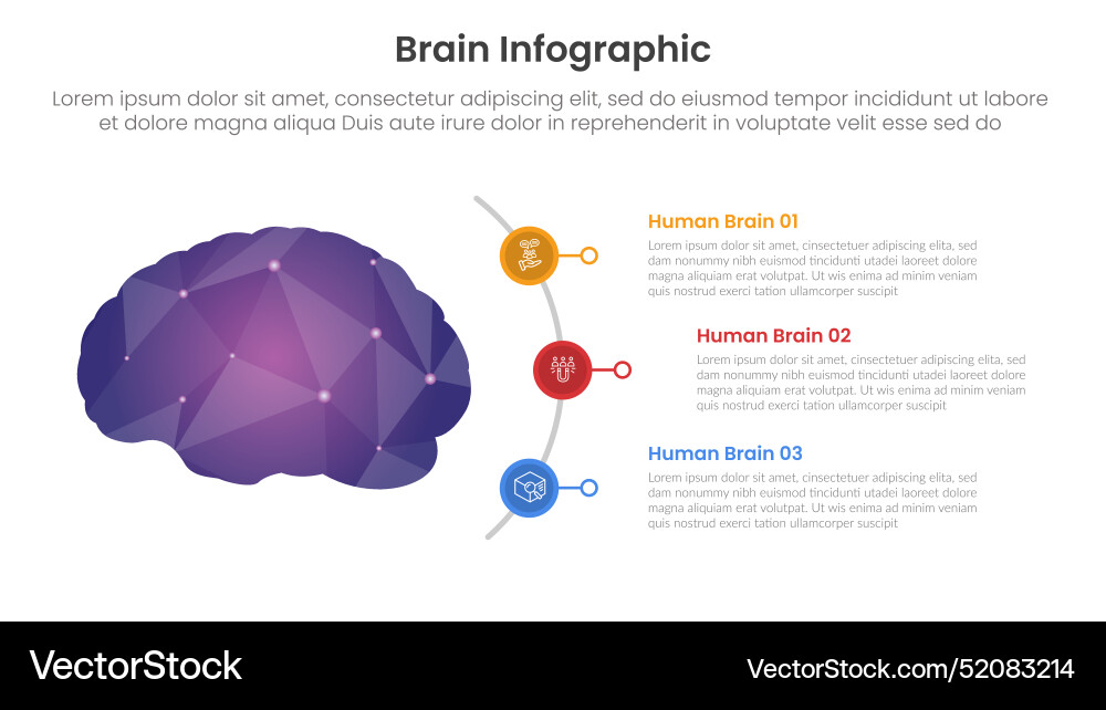 Human brain infographic template banner Royalty Free Vector