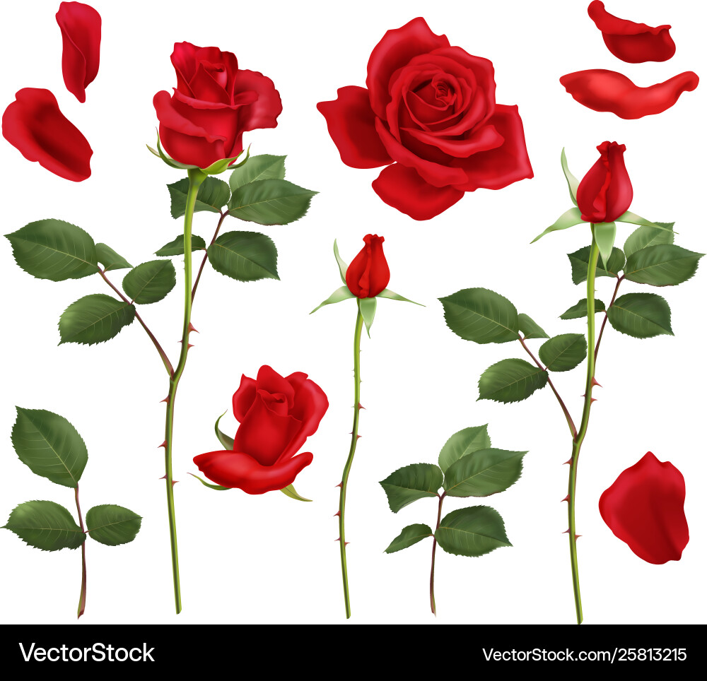 Red rose realistic set Royalty Free Vector Image