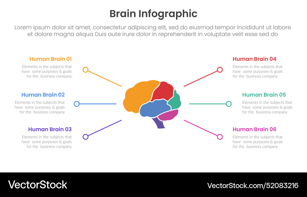 Human brain infographic template banner Royalty Free Vector