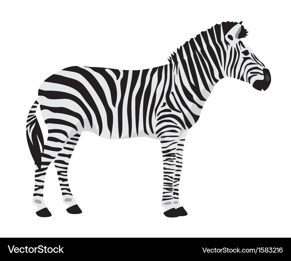 Zebra Royalty Free Vector Image - VectorStock