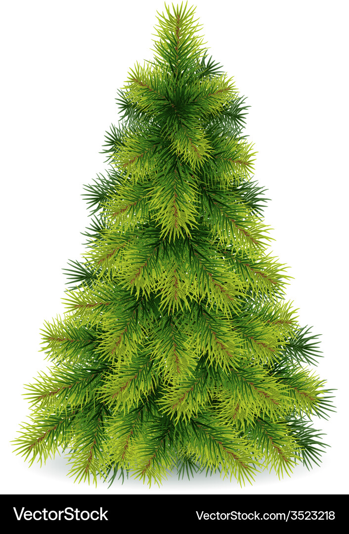 Pine tree Royalty Free Vector Image - VectorStock