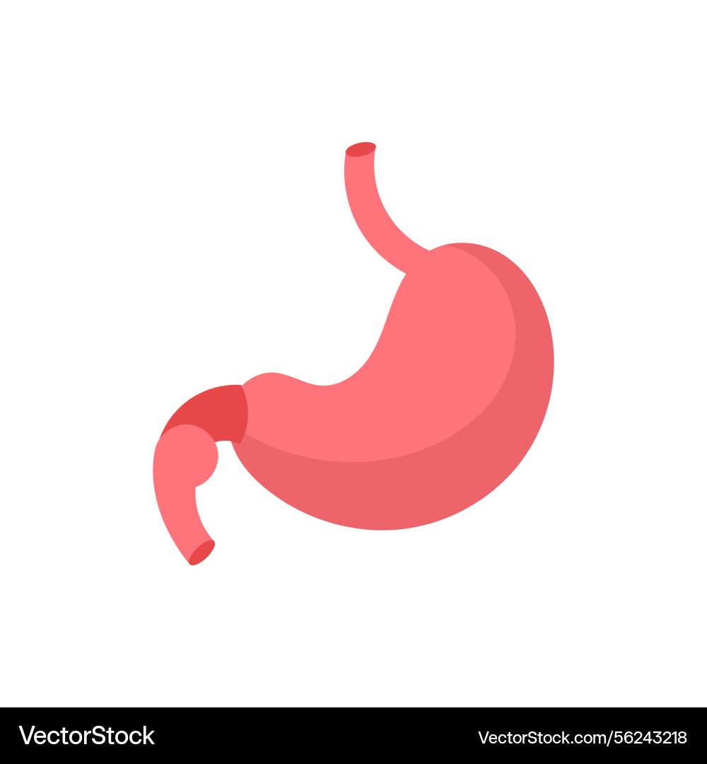 Stomach Royalty Free Vector Image - VectorStock