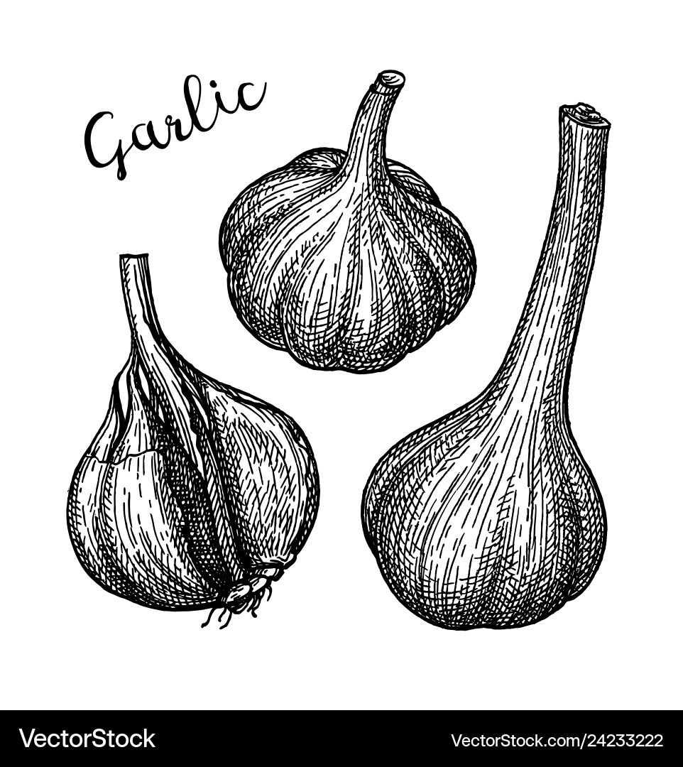 Ink sketch of garlic Royalty Free Vector Image