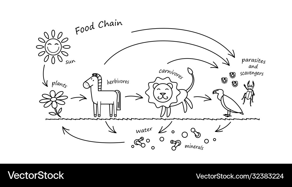 Animal Food Chain Coloring Page Royalty Free Vector Image