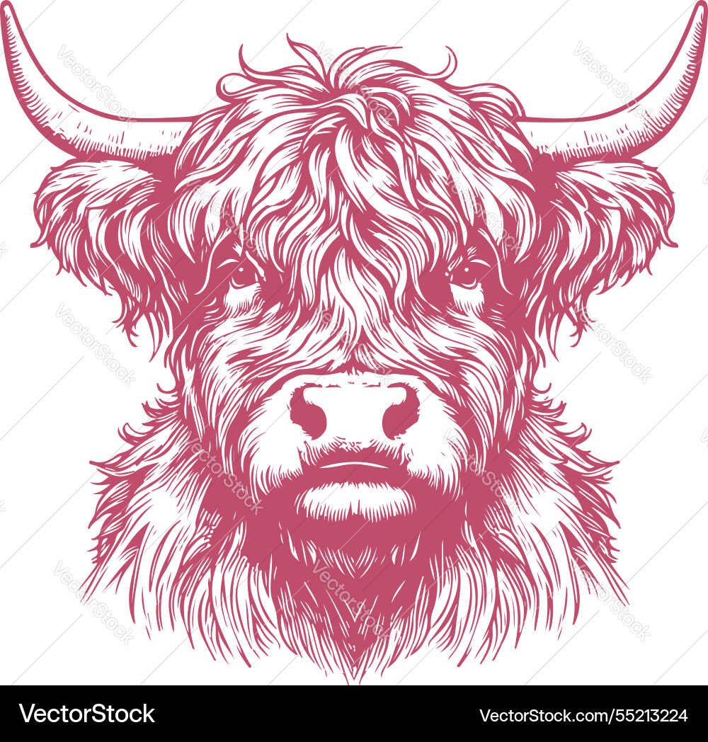 Highland cow with detailed features and Royalty Free Vector