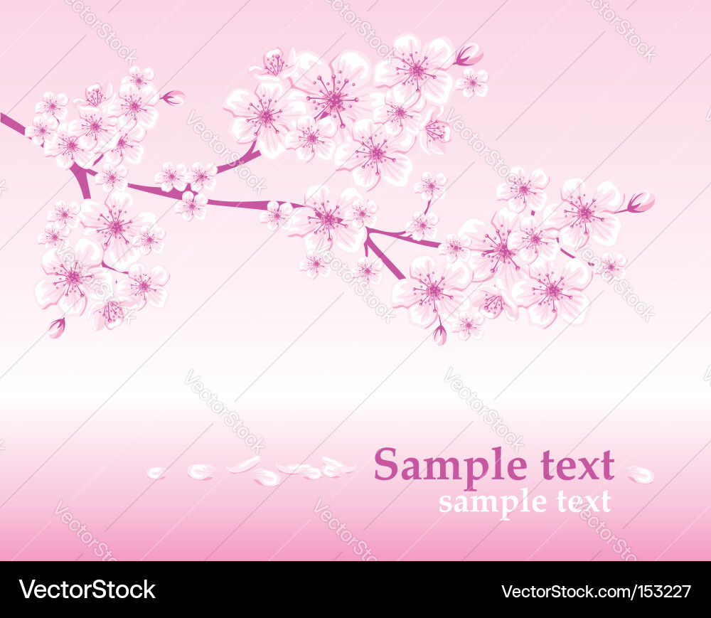 Cherry Blossom Spring Background Royalty Free Vector Image