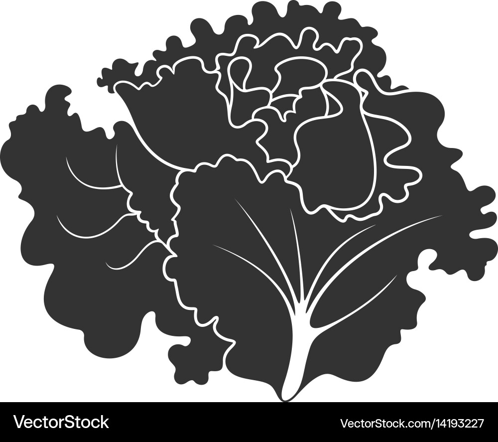Lettuce Royalty Free Vector Image - VectorStock
