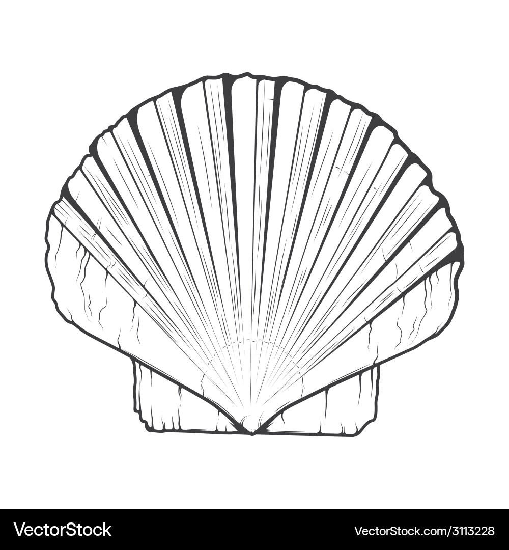 Sea shell Royalty Free Vector Image - VectorStock