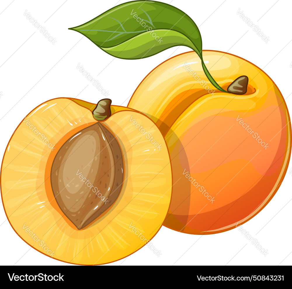 Apricot Royalty Free Vector Image - VectorStock