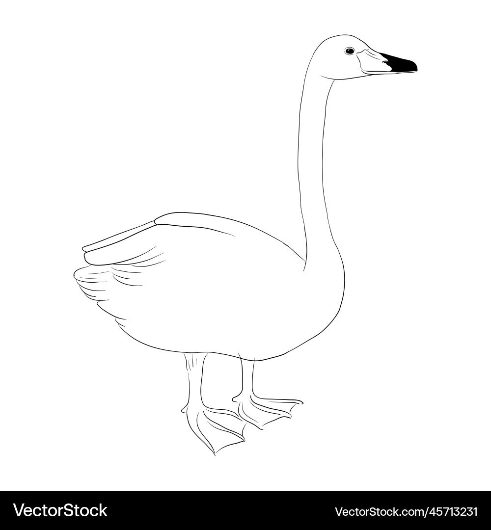Drawing sketch of swan Royalty Free Vector Image
