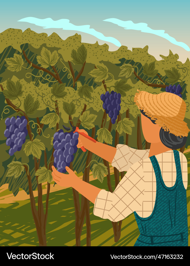 cartoon grape vineyard