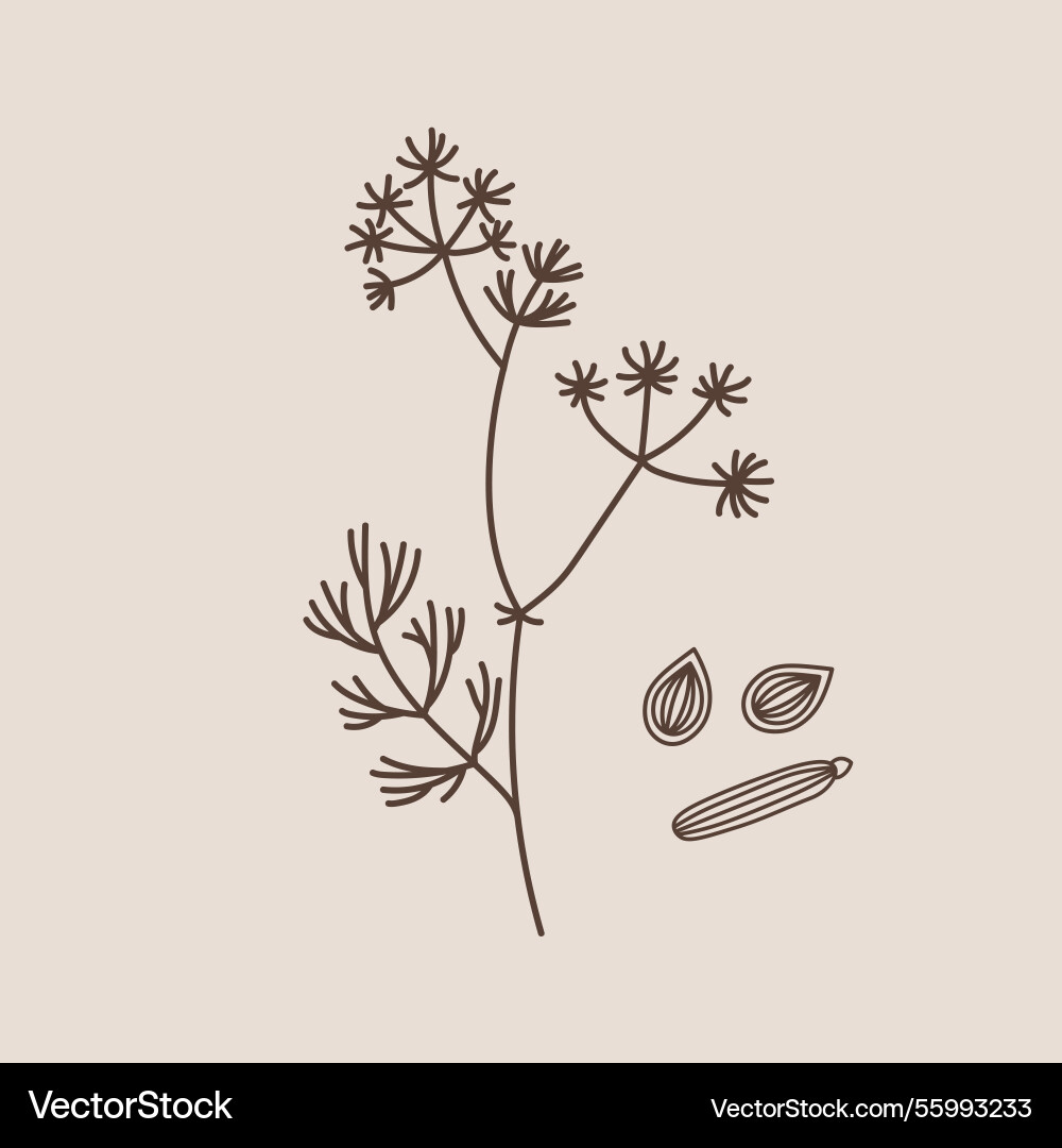 Botanical of caraway Royalty Free Vector Image