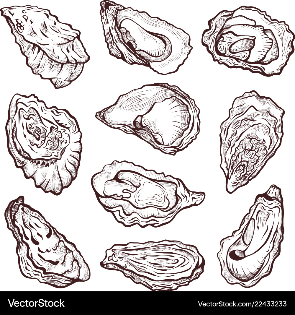 Oyster Drawing Picture Vector Images (over 130)