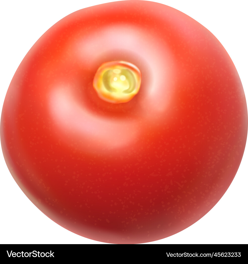 Realistic tomato Royalty Free Vector Image - VectorStock