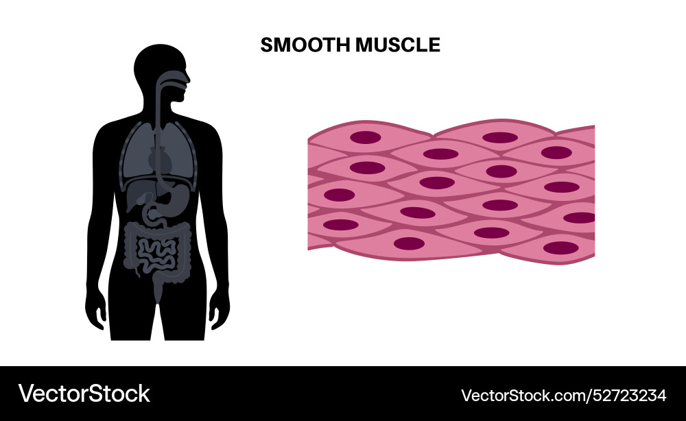 Smooth muscle tissue Royalty Free Vector Image