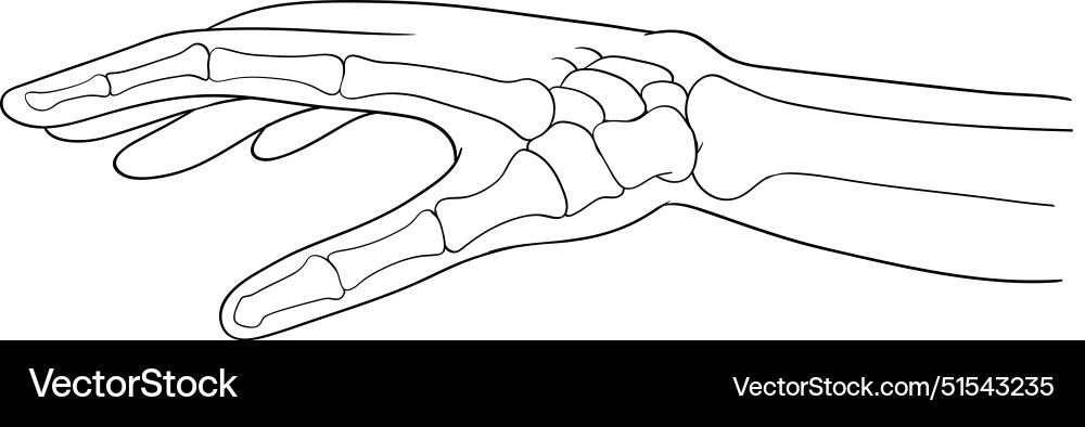 Detailed of human hand bones Royalty Free Vector Image