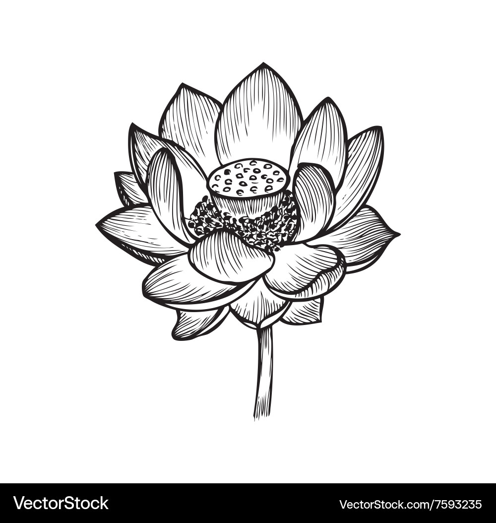 Lotus Royalty Free Vector Image - VectorStock