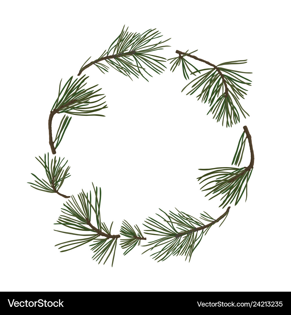 Pine branches with green needles Royalty Free Vector Image
