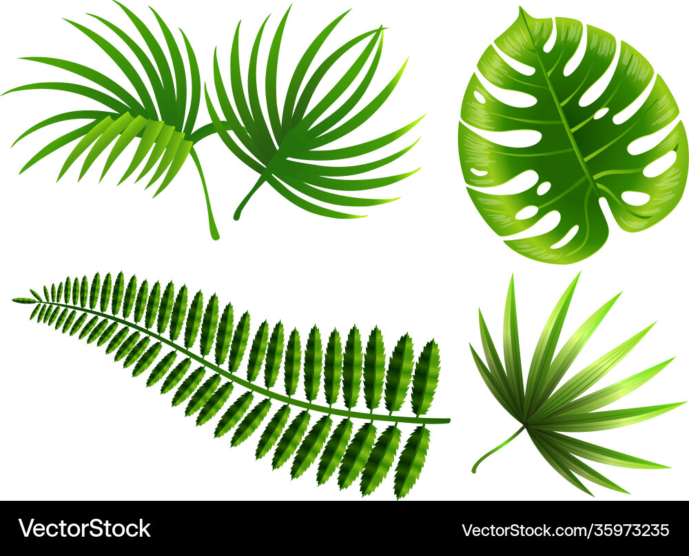 Tropical plant leaves set realistic Royalty Free Vector