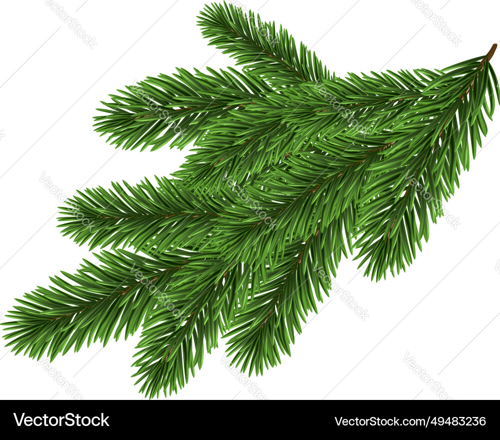 Green christmas fir branch Royalty Free Vector Image