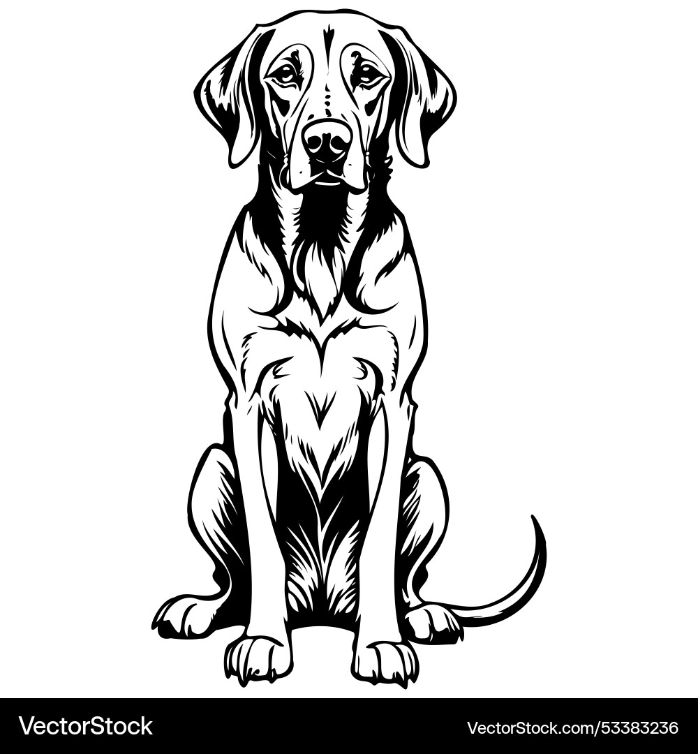 Vintage bavarian mountain hound sitting drawing Vector Image