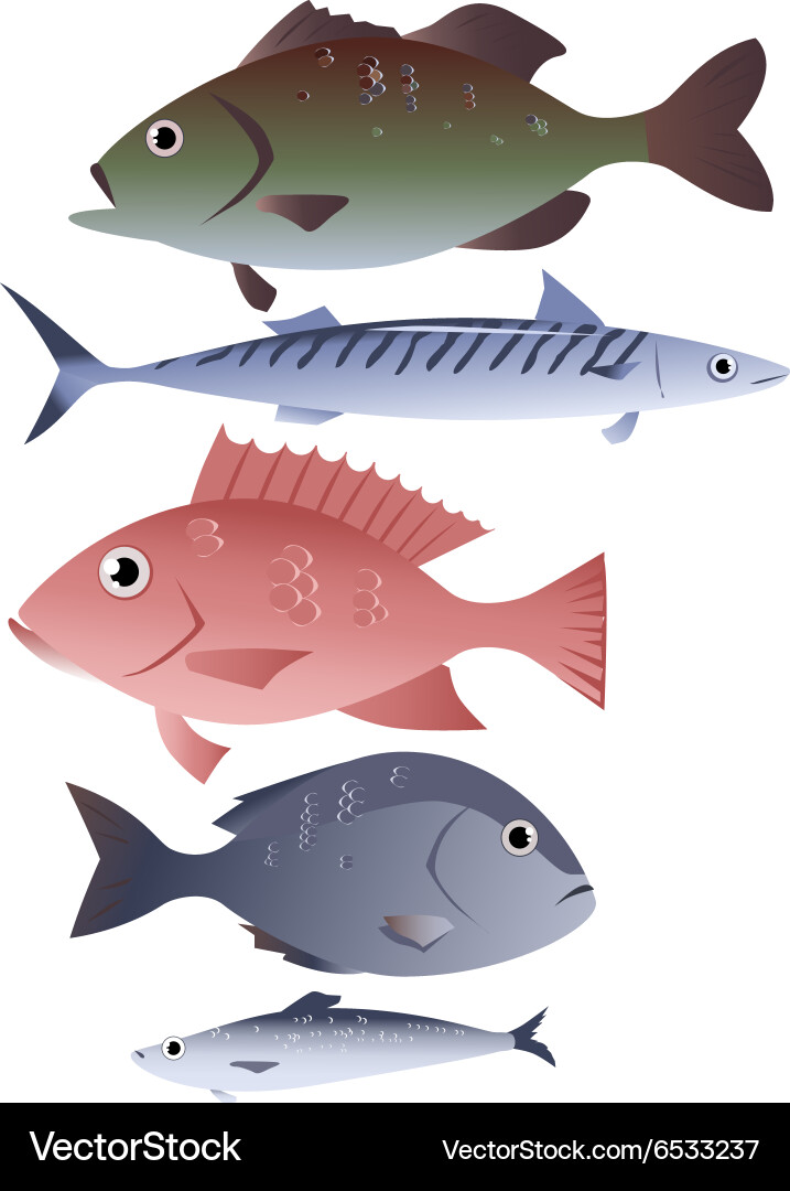 Assorted edible fish Royalty Free Vector Image