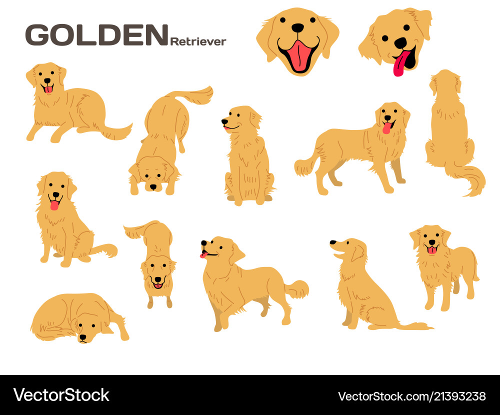 Golden retriever Royalty Free Vector Image - VectorStock