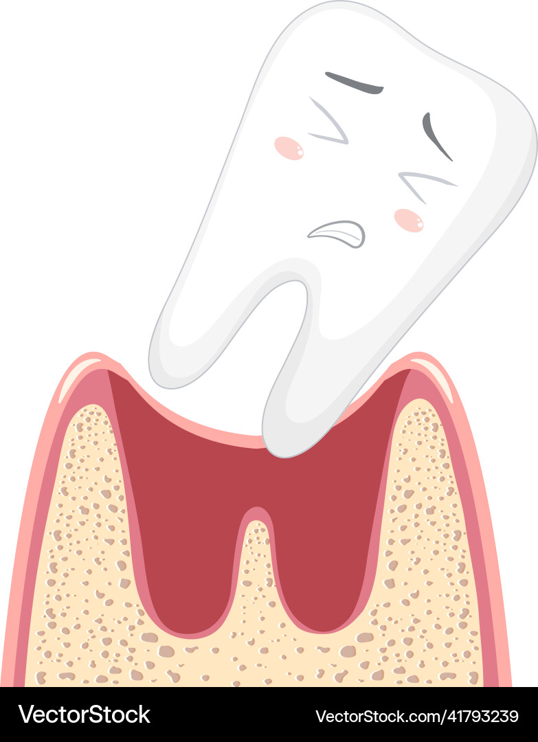 Cartoon loose teeth in gum on white background Vector Image