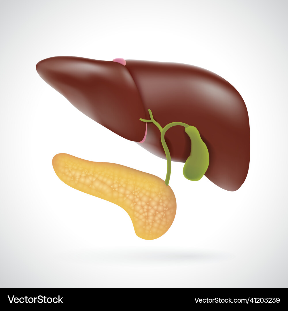 Liver and pancreas for medical use Royalty Free Vector Image