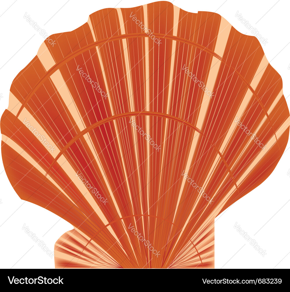 Sea shell Royalty Free Vector Image - VectorStock