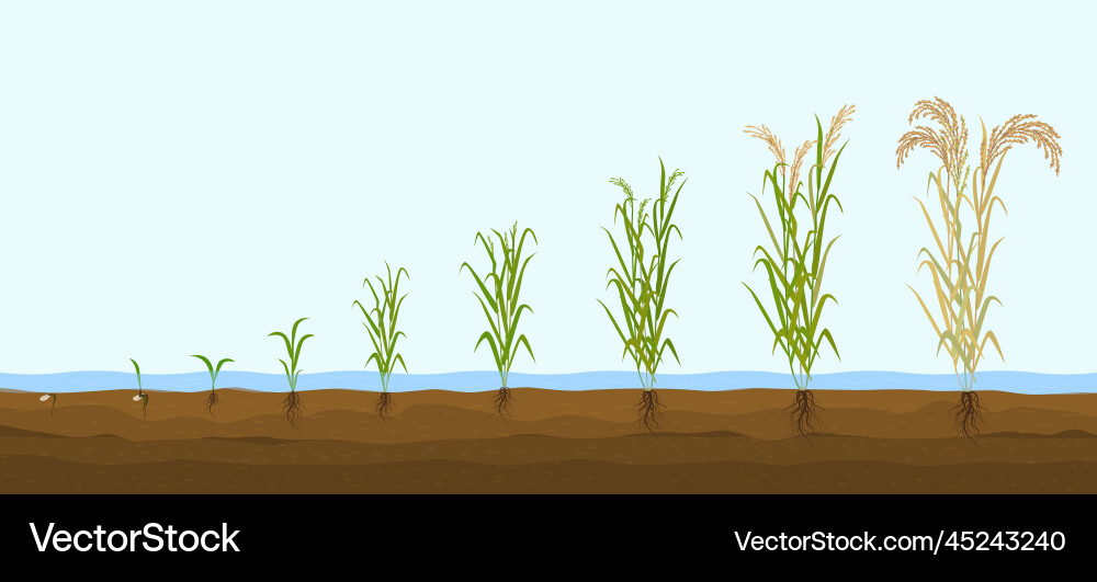 Rice plant growth composition Royalty Free Vector Image