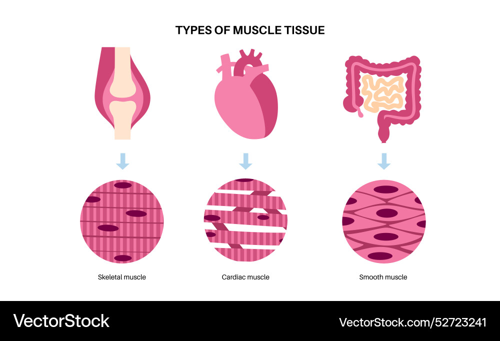 Human muscle tissues Royalty Free Vector Image