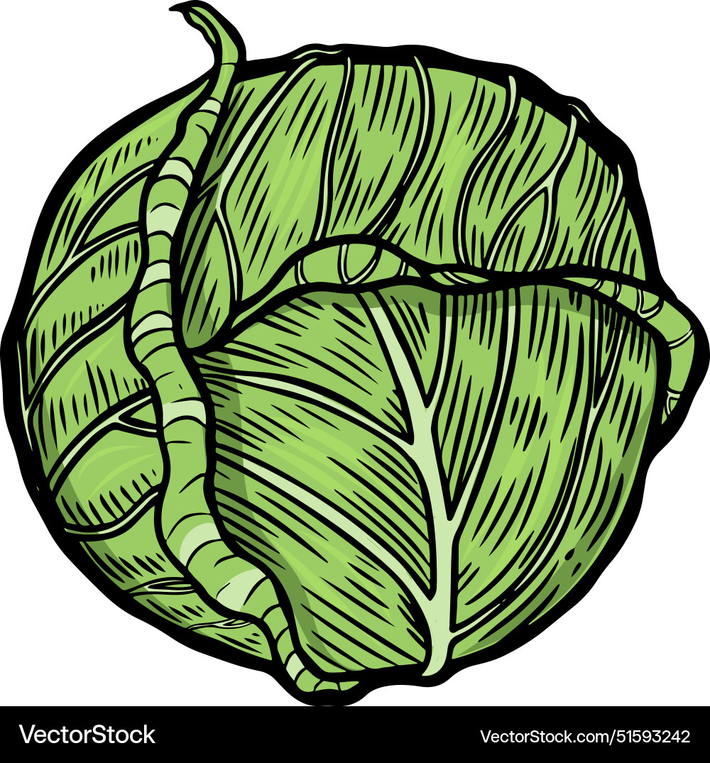 Cabbage line drawing isolated on white background Vector Image