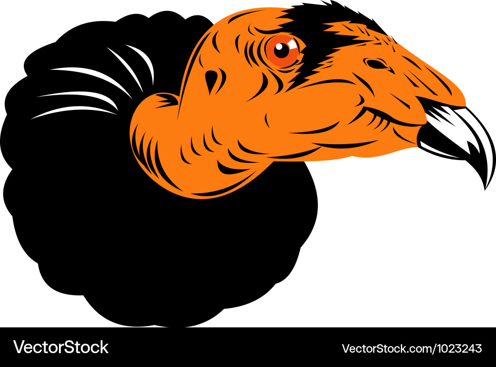 Vulture buzzard head Royalty Free Vector Image