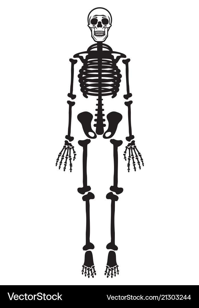 Detailed Human Skeleton Royalty Free Vector Image