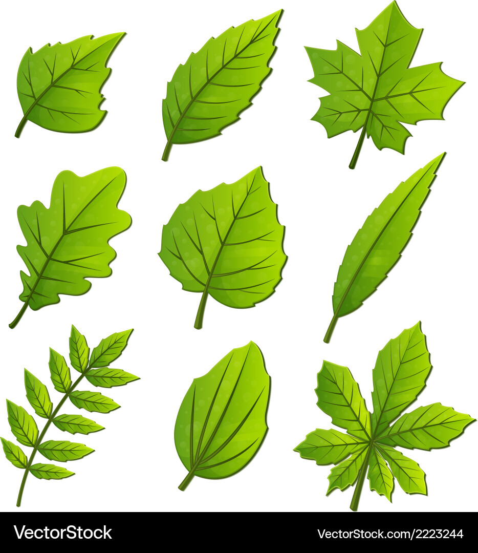 Spring leaves Royalty Free Vector Image - VectorStock