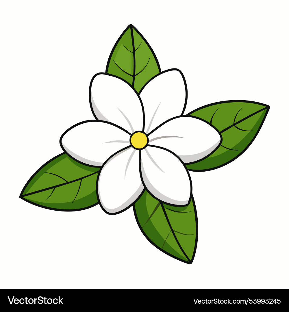 Jasmine Flower Flat Illustration Royalty Free Vector Image