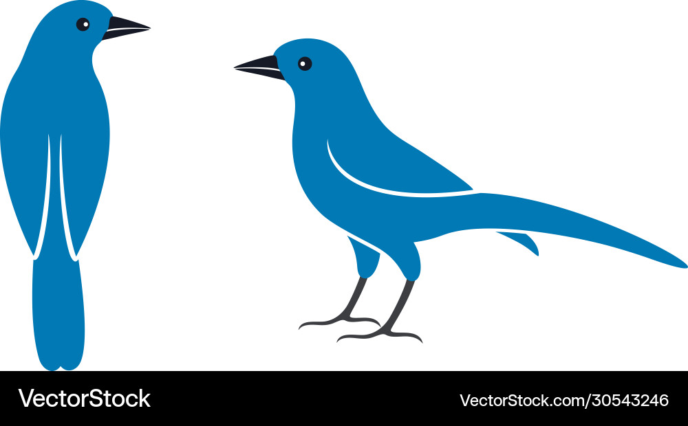 Blue jay Royalty Free Vector Image - VectorStock