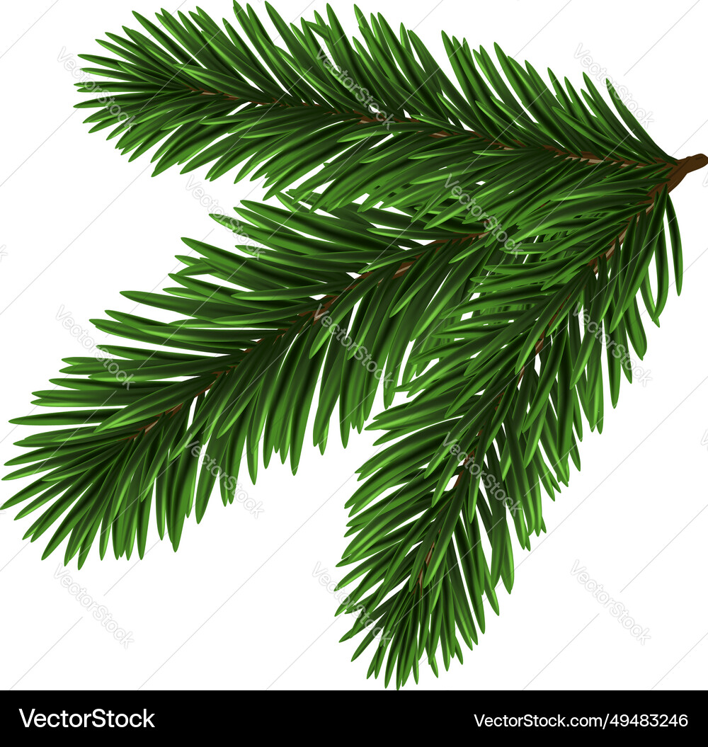 Green christmas fir branch Royalty Free Vector Image