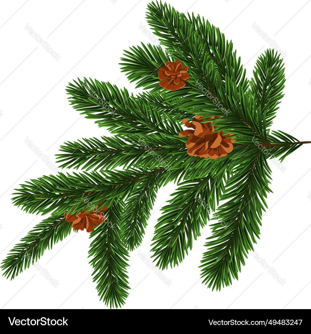 Green christmas fir branch Royalty Free Vector Image
