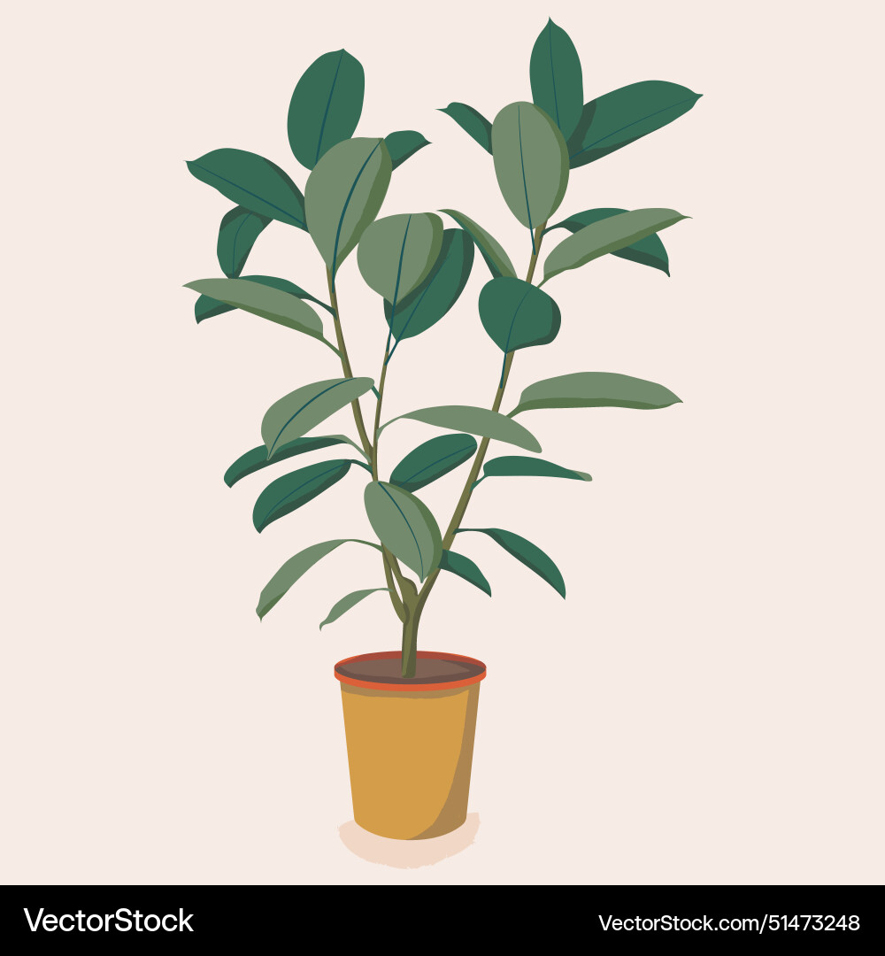 Ficus tree houseplant flat Royalty Free Vector Image