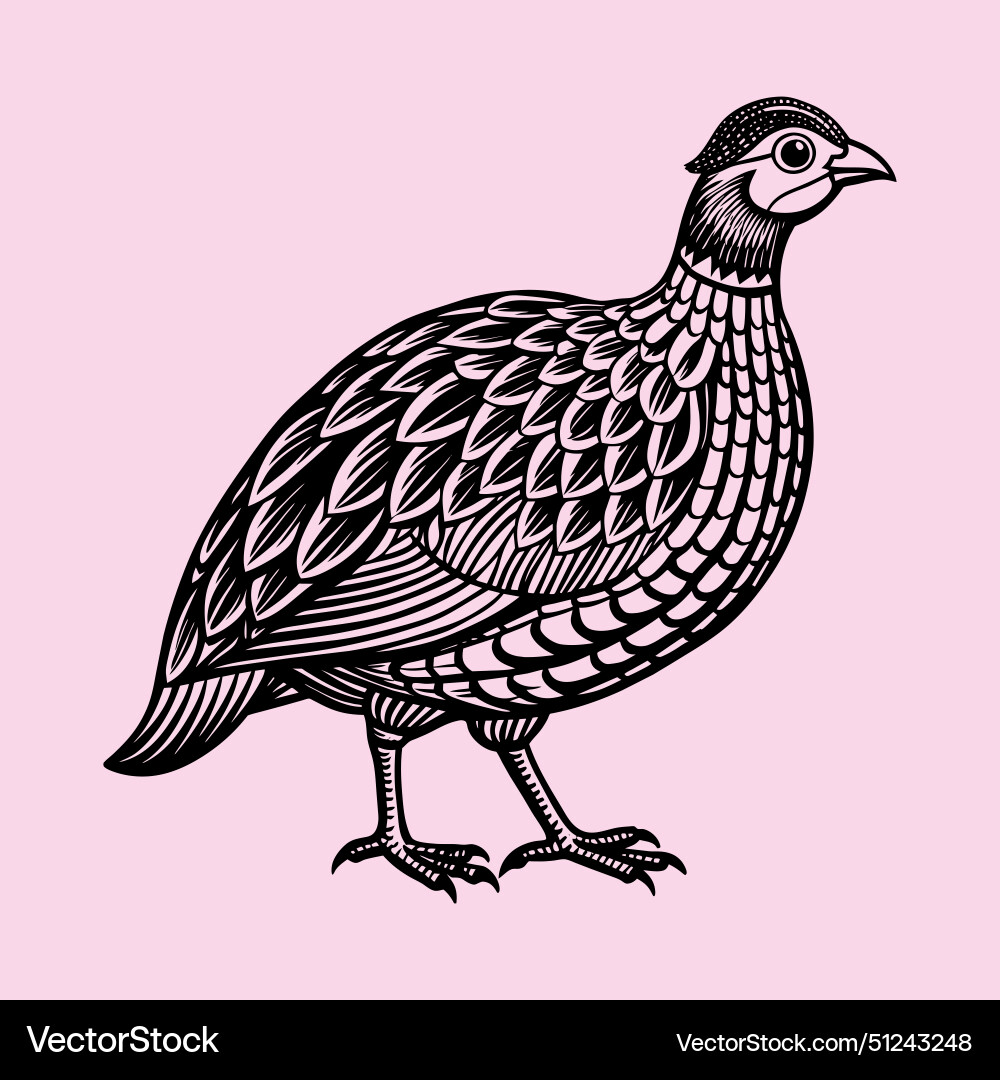 Guinea-fowl-bird Royalty Free Vector Image - VectorStock