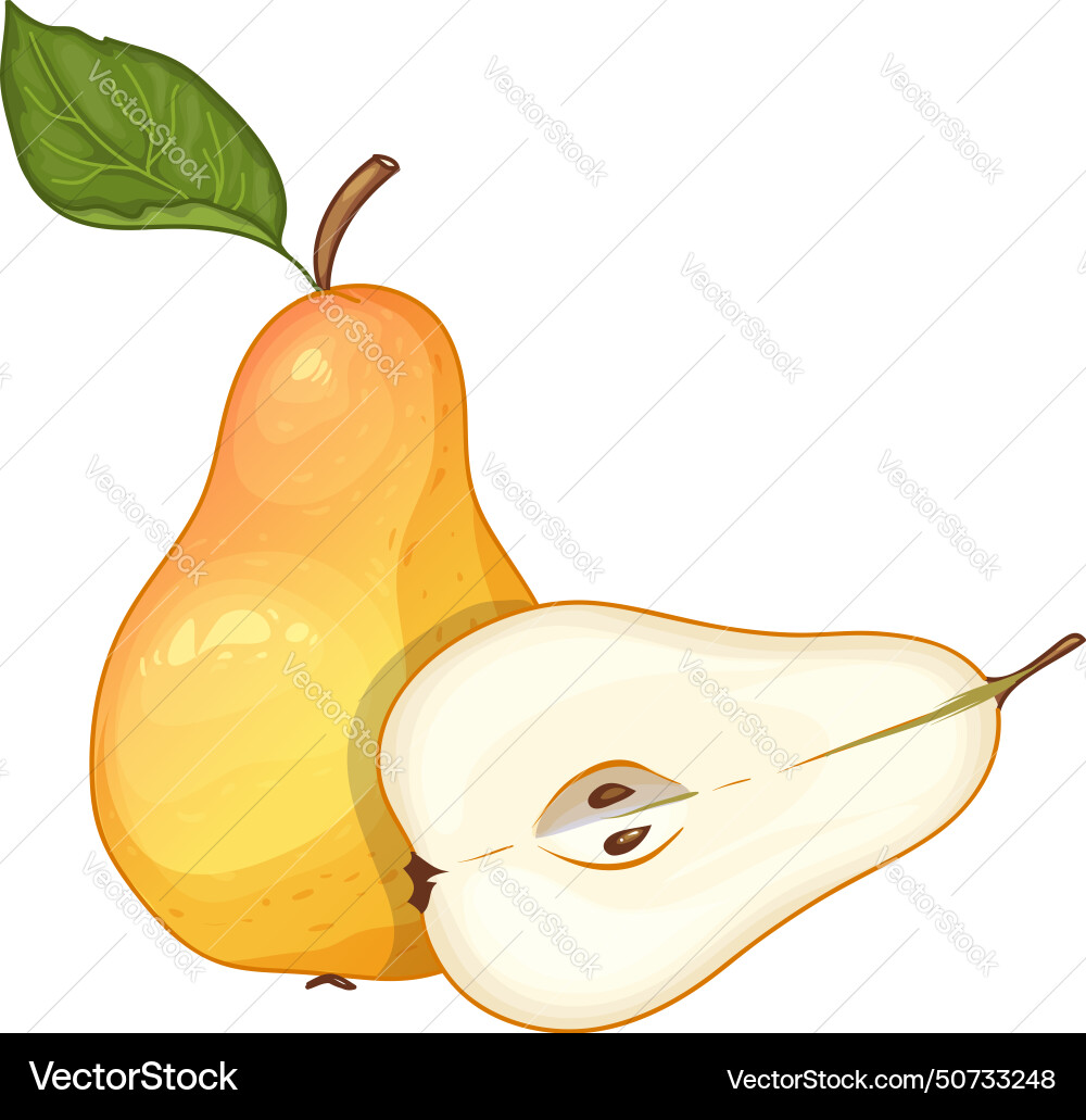 Pears Royalty Free Vector Image - VectorStock