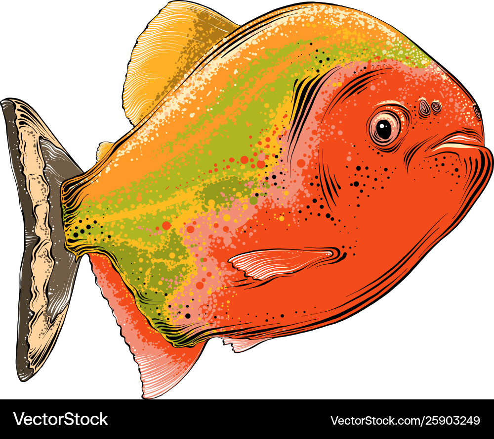 Drawing fish in color isolated on white Royalty Free Vector