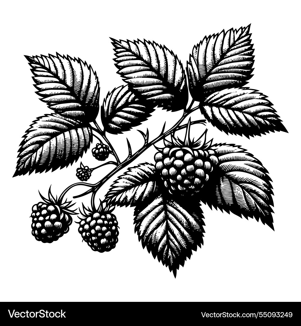 Raspberry plant engraving with leaves Royalty Free Vector