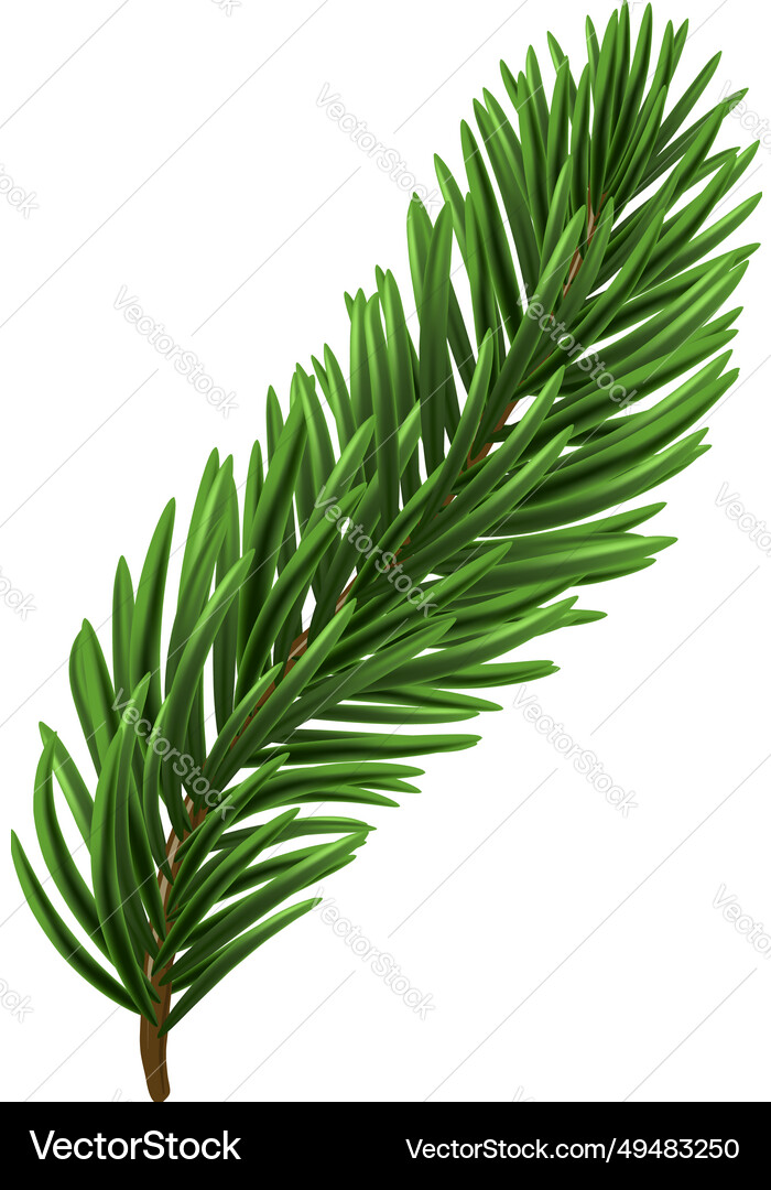 Green christmas fir branch Royalty Free Vector Image