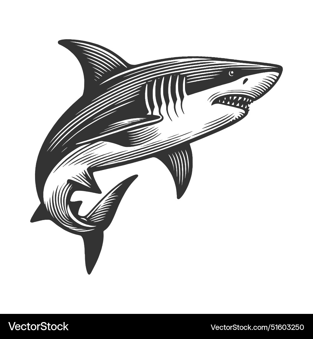 Shark sea animal engraving Royalty Free Vector Image